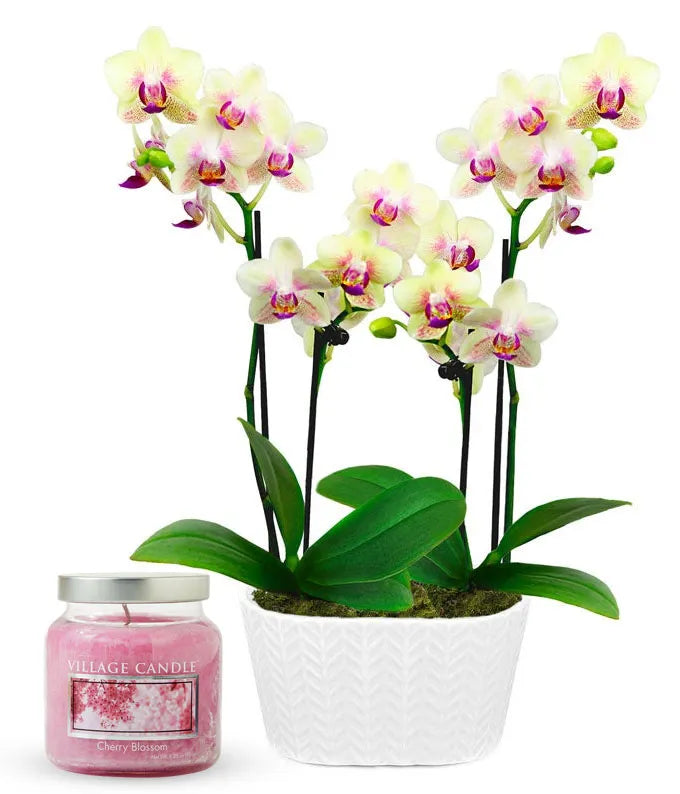 Radiance & Serenity Orchid & Candle Gift Set – Joyceflowers.net